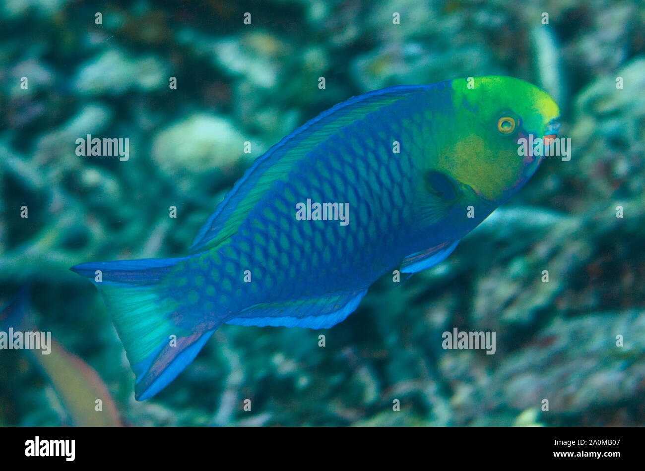 Scarus spinus hi-res stock photography and images - Alamy