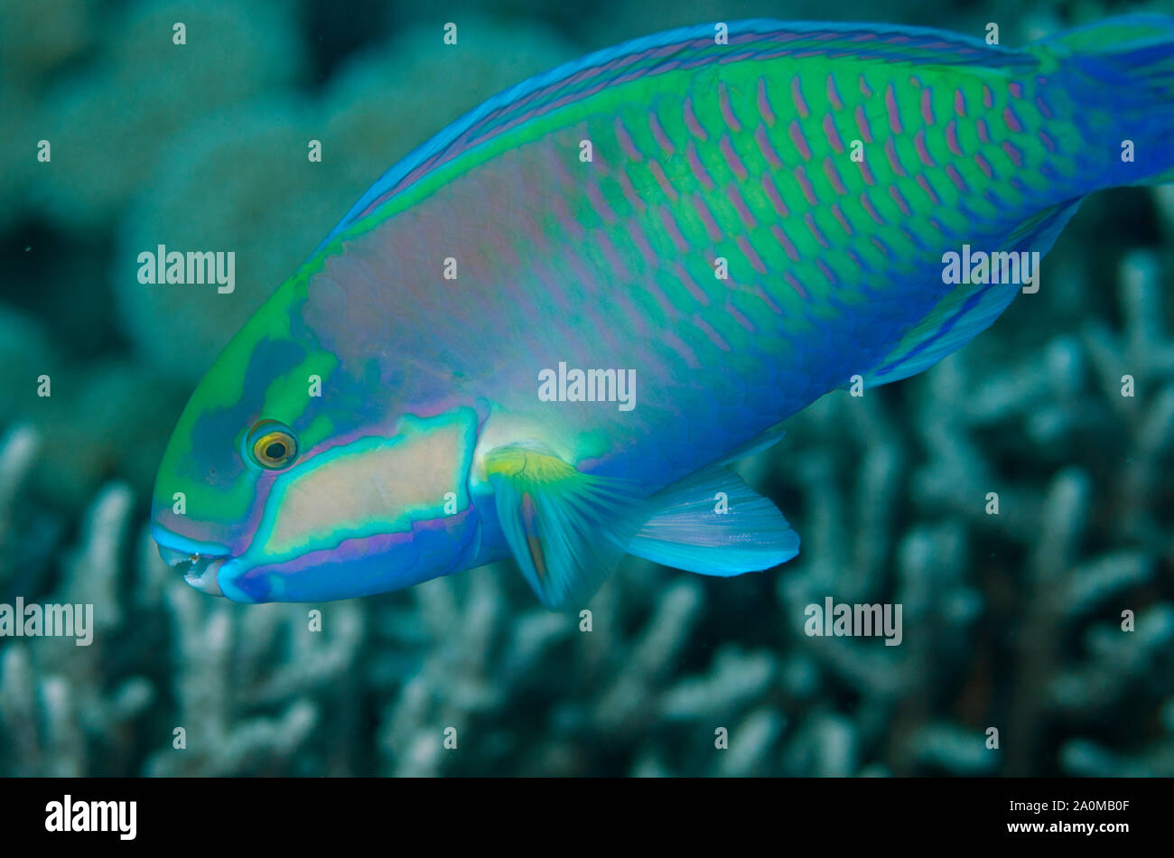 Bleeker's Parrotfish, Chlorurus bleekeri, Tatawa Besar dive site ...