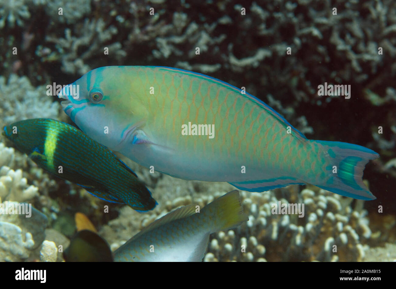 Festive Parrotfish, Scarus festivus, Tatawa Besar dive site, between ...