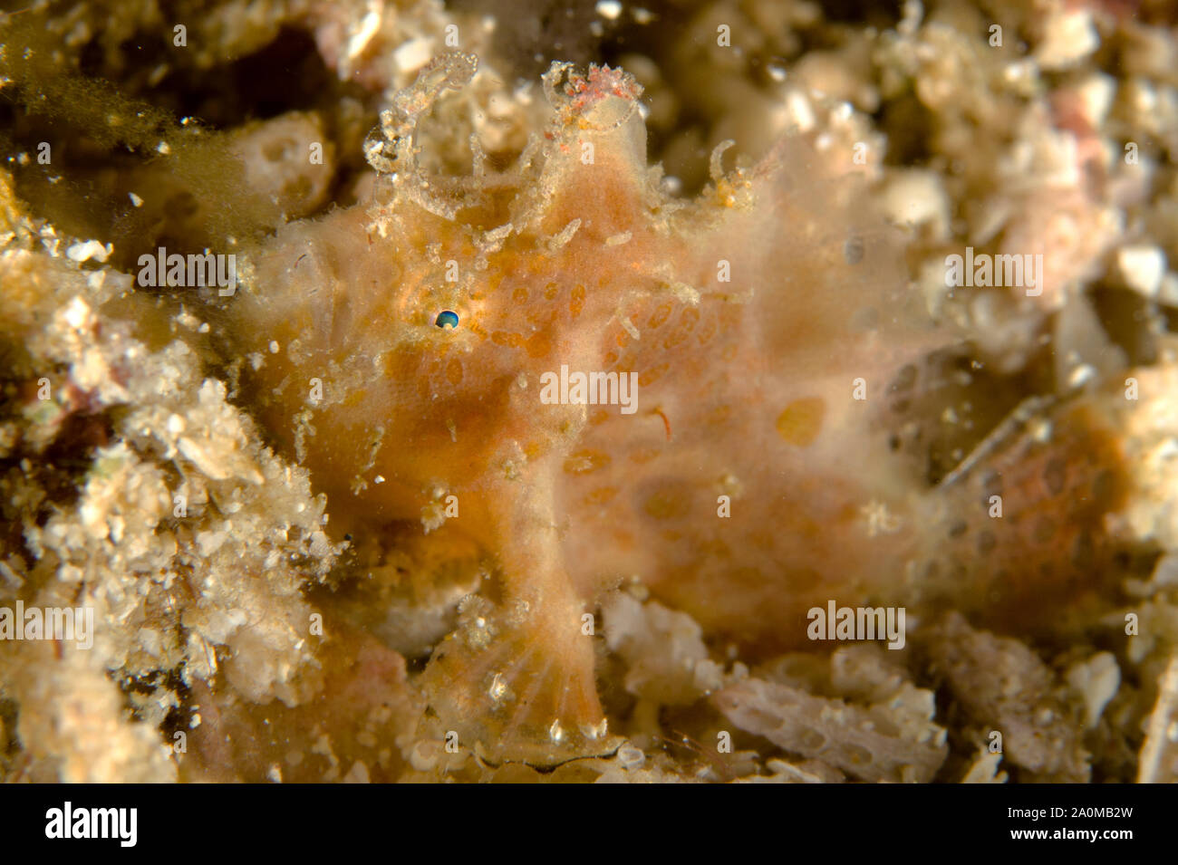 Anglerfish close up hi-res stock photography and images - Alamy