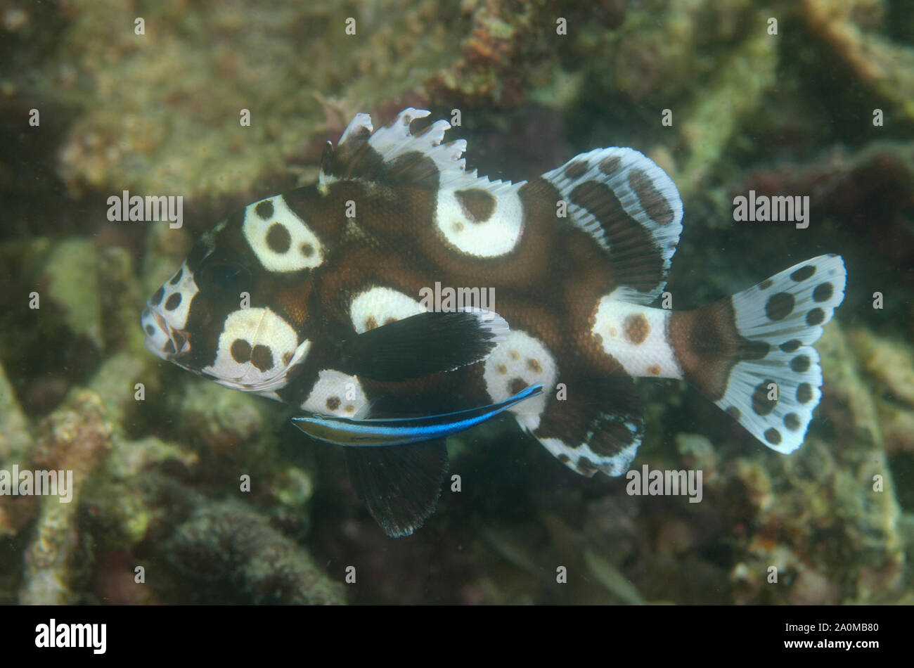 Lesser sunda islands hi-res stock photography and images - Alamy