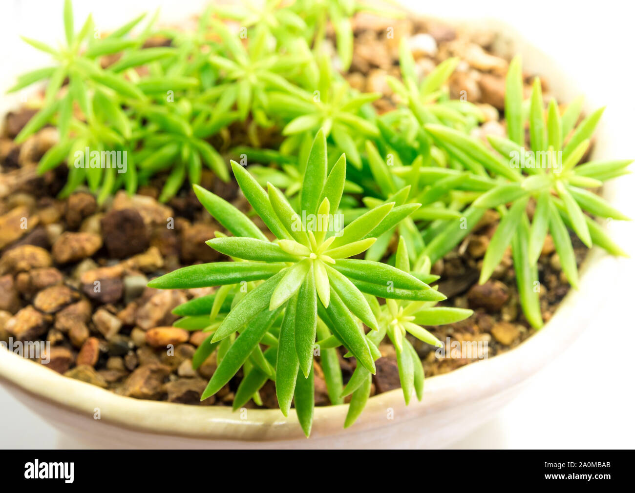 Succulent plant Corsican stonecrop, sedum, freshness leaves of sedum ...