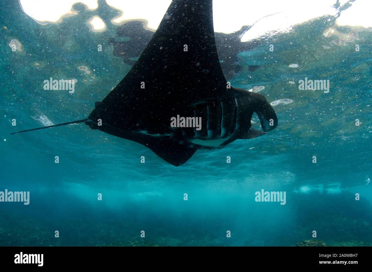 Reef Manta Ray, Manta alfredi, Vulnerable, by island with crashing ...
