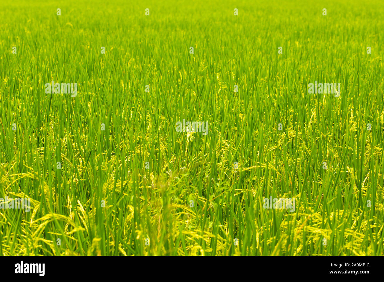 Plantation of yellow paddy rice farmland nature background Stock Photo ...