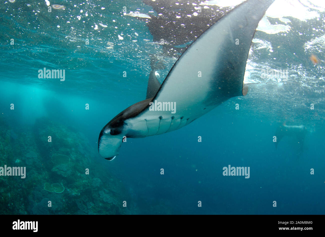 Reef Manta Ray, Manta alfredi, Vulnerable, by island with crashing ...