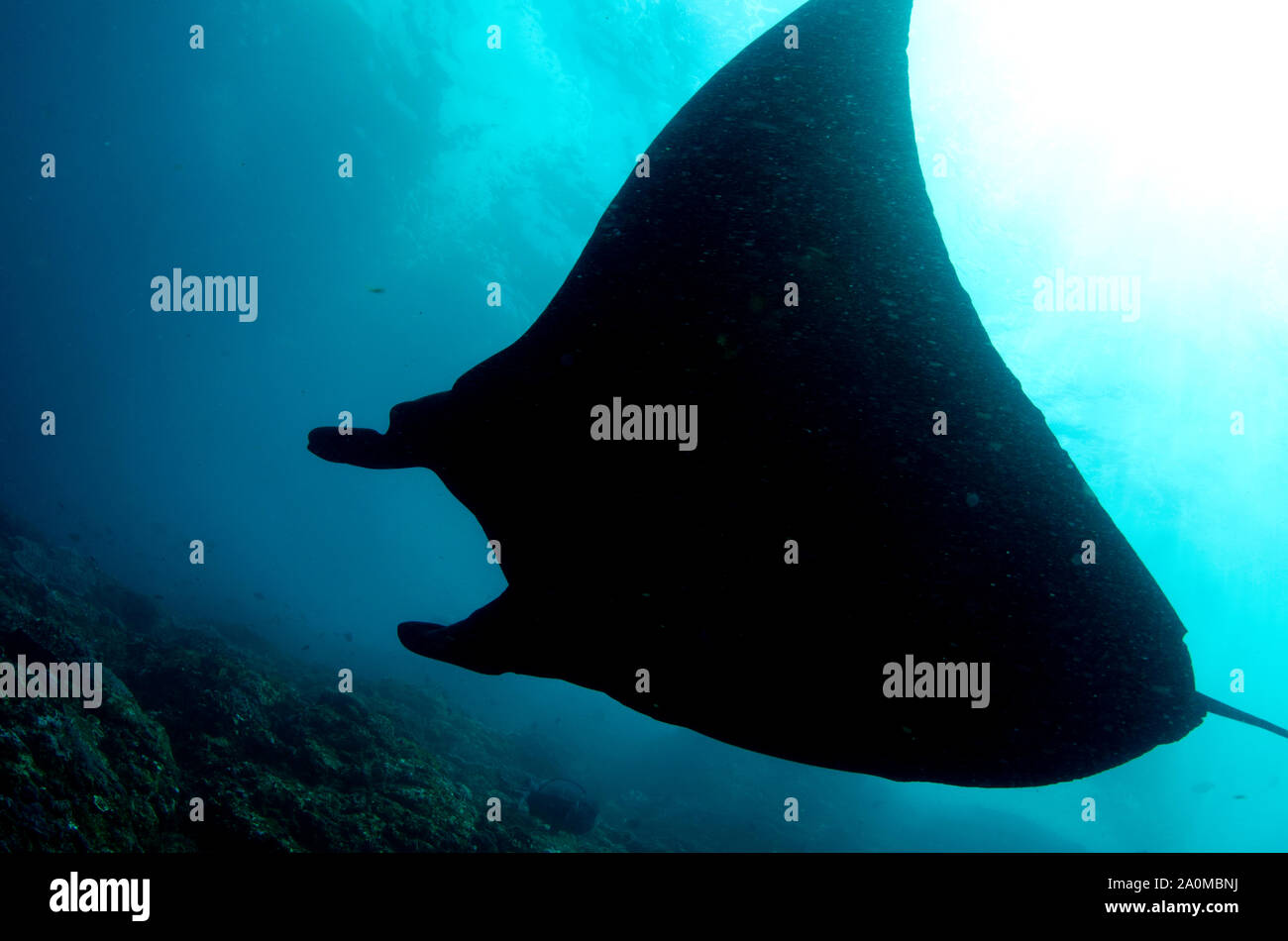Manta ray alley in hi-res stock photography and images - Alamy