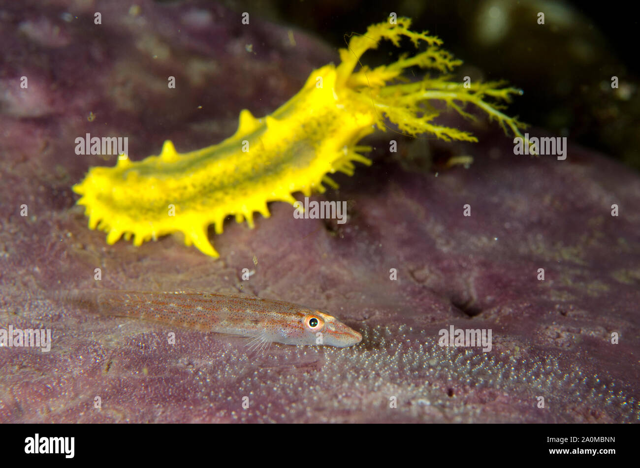 Sea Cucumber Eggs High Resolution Stock Photography and Images - Alamy