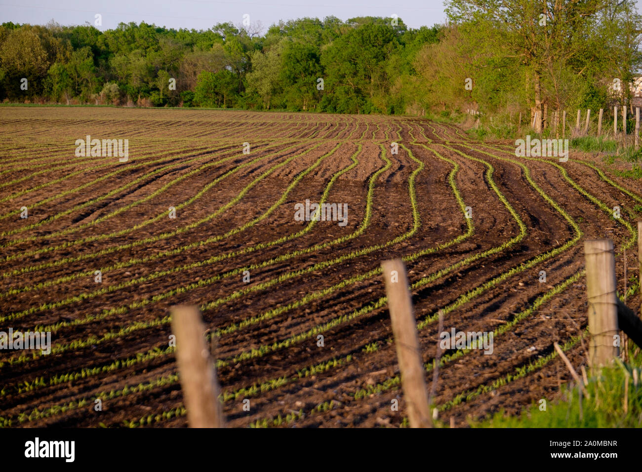 Spring crops begin to poke through the rich black soil of the Central ...