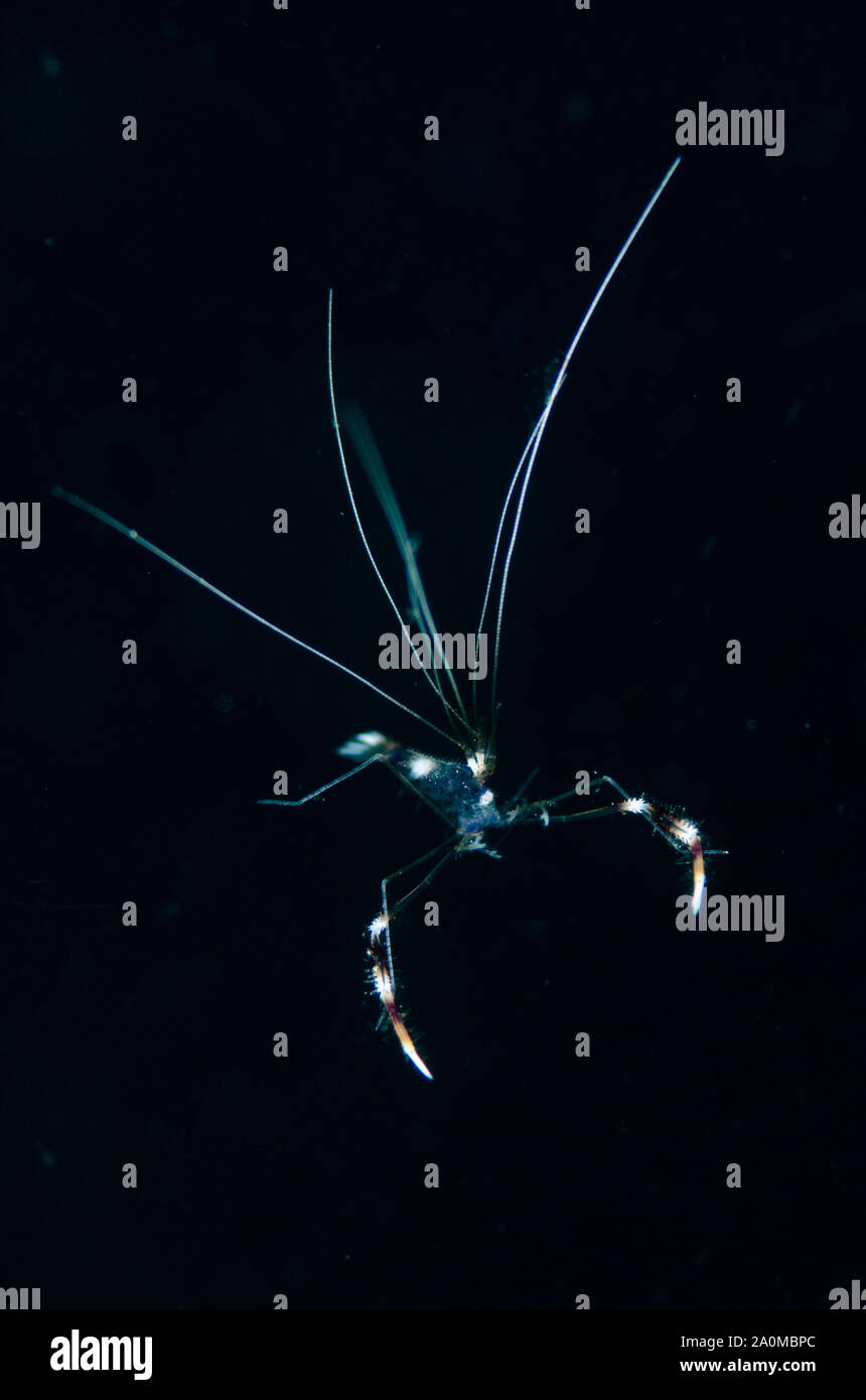 Dead Boxer Shrimp, Stenopus hispidus, floating in water, Tawara Besar ...