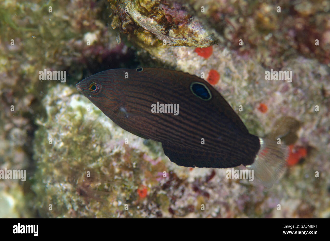 Female Dusky Wrasse, Halichoeres marginatus, Gili Lawa Laut Island ...