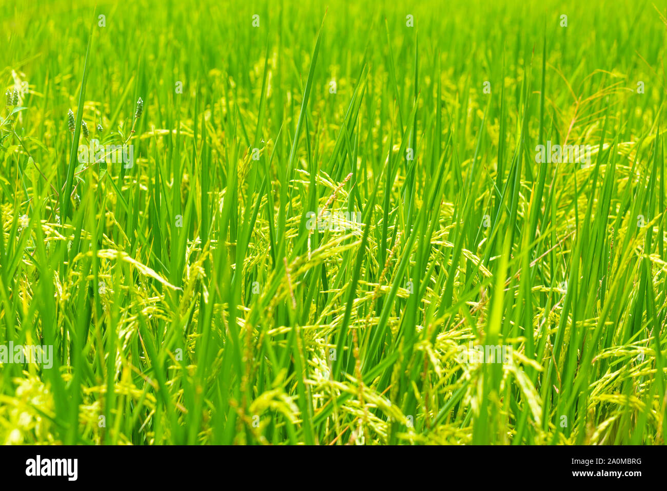 Plantation of yellow paddy rice farmland nature background Stock Photo ...