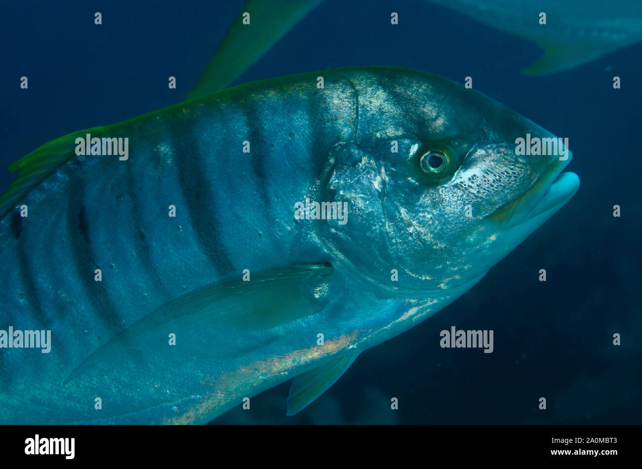 Blue Trevally, Carangoides ferdau, Golden Passage dive site, Gili Lawa ...