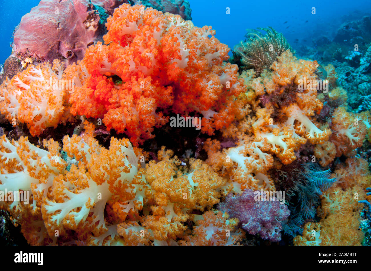 Soft Coral, Dendronephthya sp, Tatawa Besar dive site, between Komodo ...