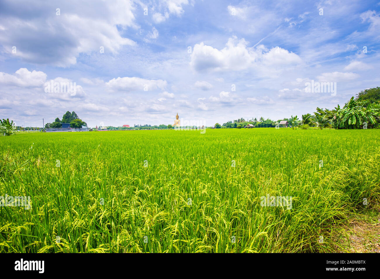 Plantation of yellow paddy rice farmland nature background Stock Photo ...