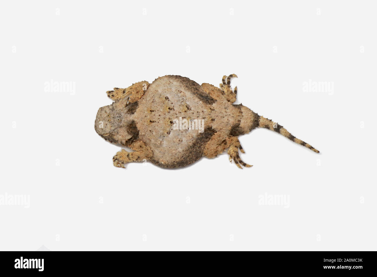 Round-tailed Horned Lizard (Phrynosoma modestum Stock Photo - Alamy