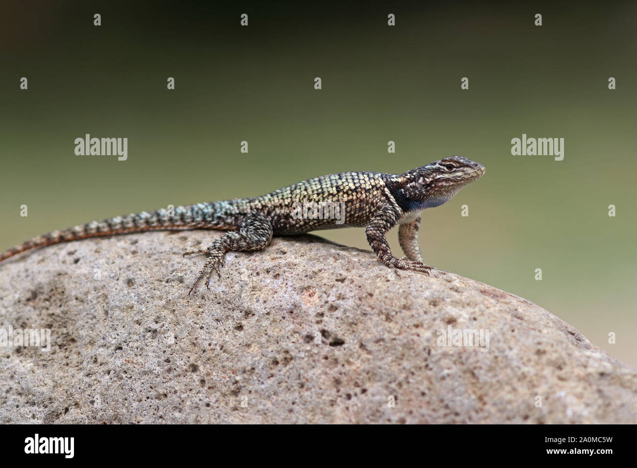 Yarrow's Spiny Lizard (Sceloporus jarrovii Stock Photo - Alamy