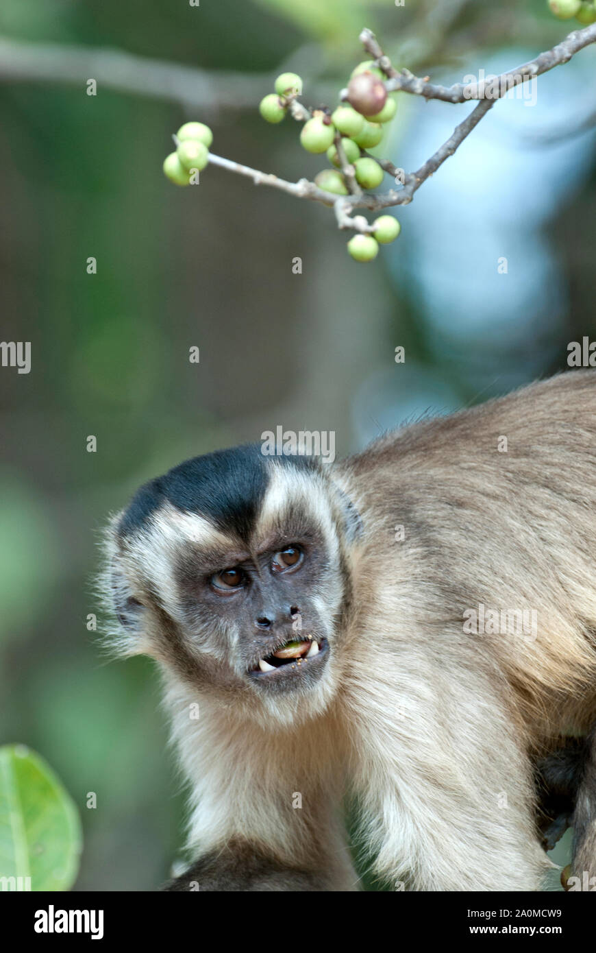 Black-striped (aka bearded) capuchin (Sapajus libidinosus) feeding on ...