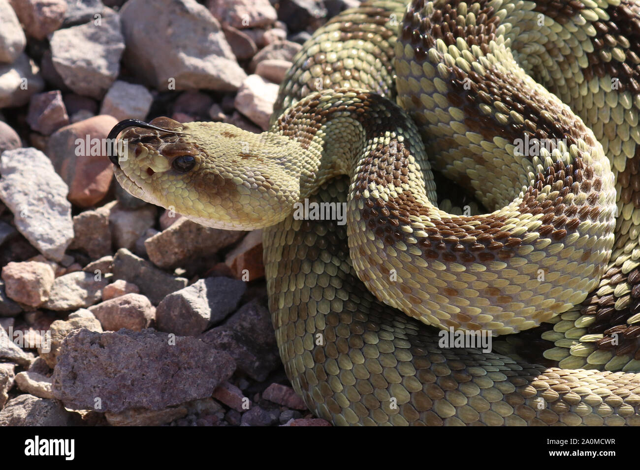 Arizona Black-tailed Rattlesnake (Crotalus molossus Stock Photo - Alamy