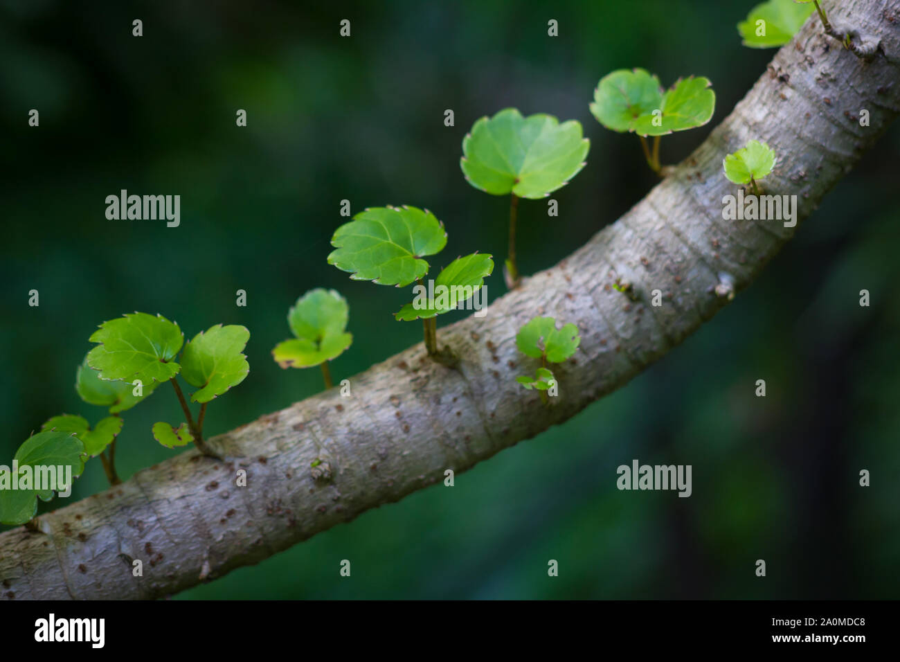 Closeup of rainforest vine with small leaves sprouting from it Stock ...