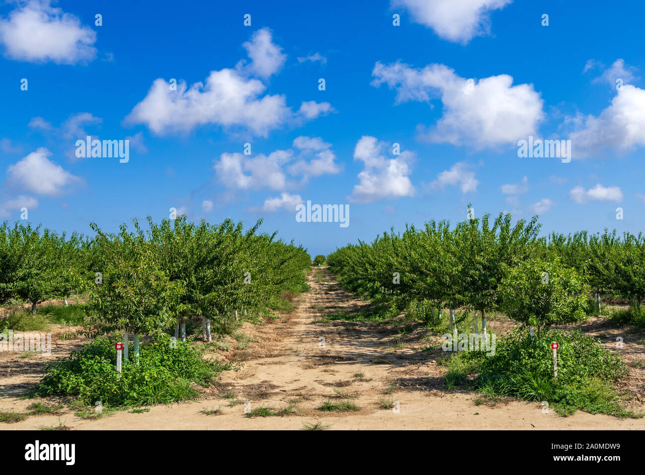 Field of almond hi-res stock photography and images - Alamy
