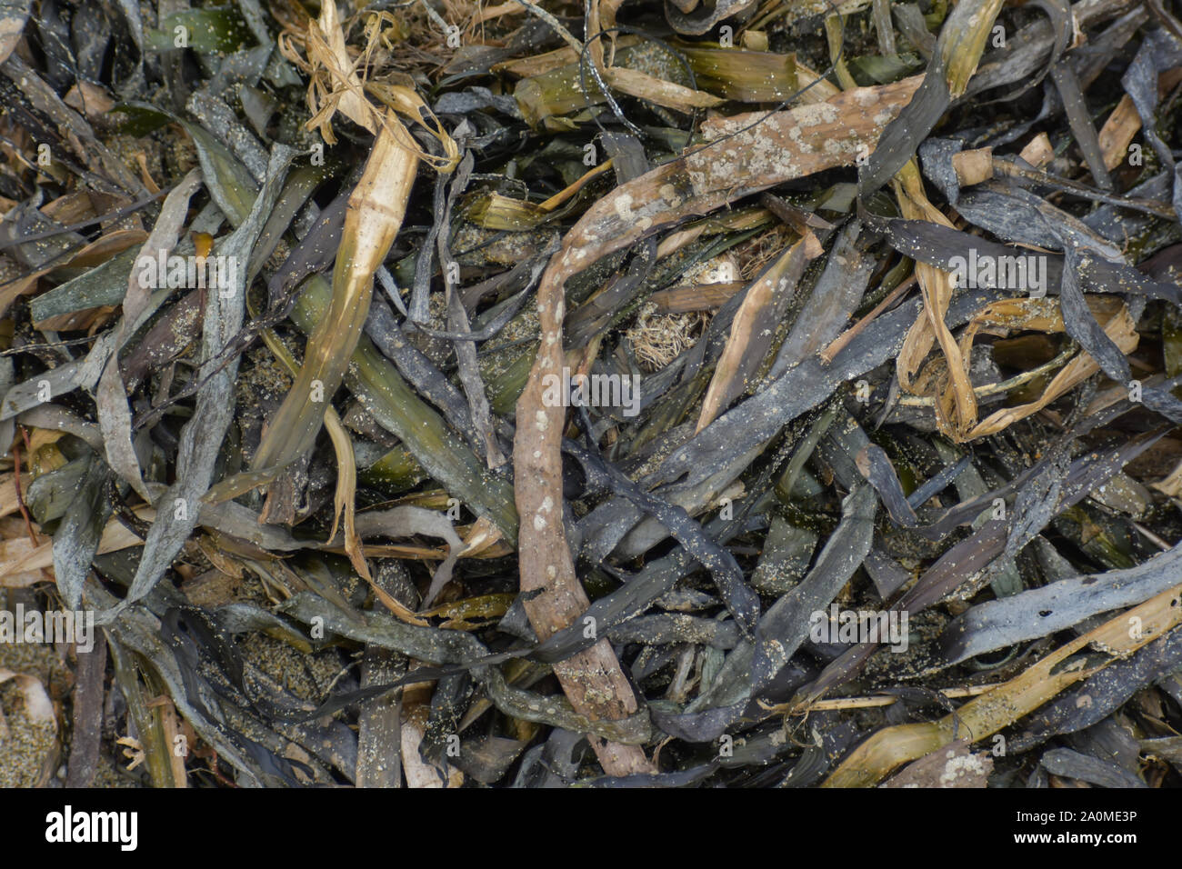Natural pattern of dried seaweed tangled on the beach - close-up Stock ...