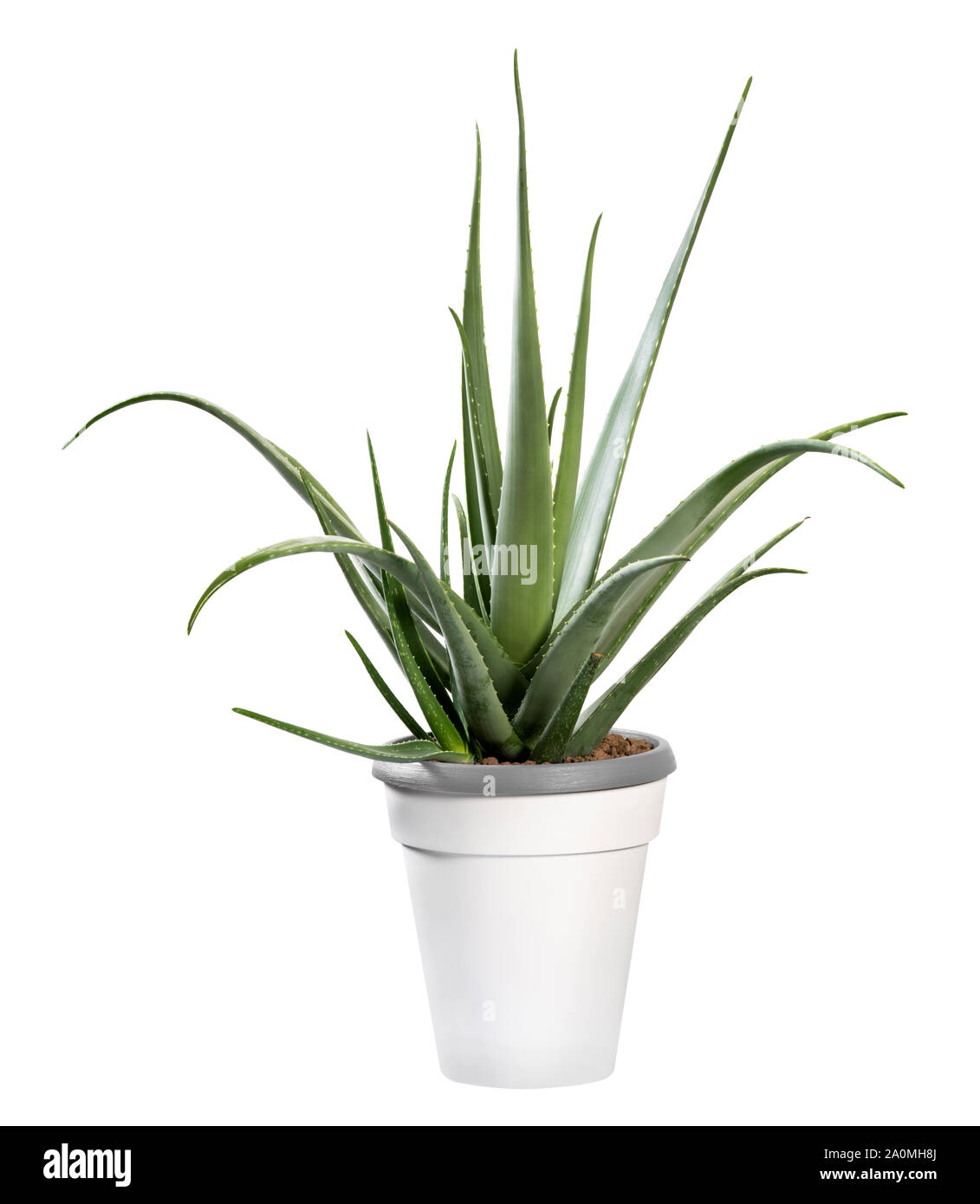 Potted Aloe vera plant isolated on white grown for its medicinal ...