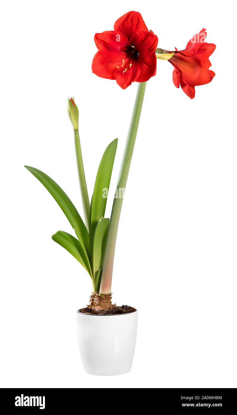 Red Amaryllis Flower