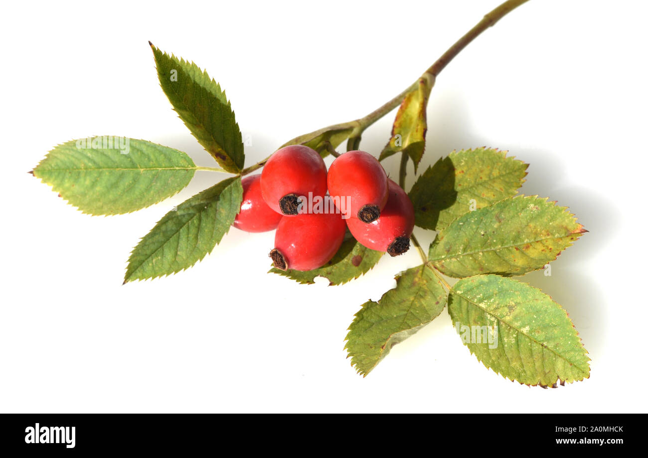 Hundsrose, Rosa canina, ist eine wichtige Heilpflanze mit rosa oder ...