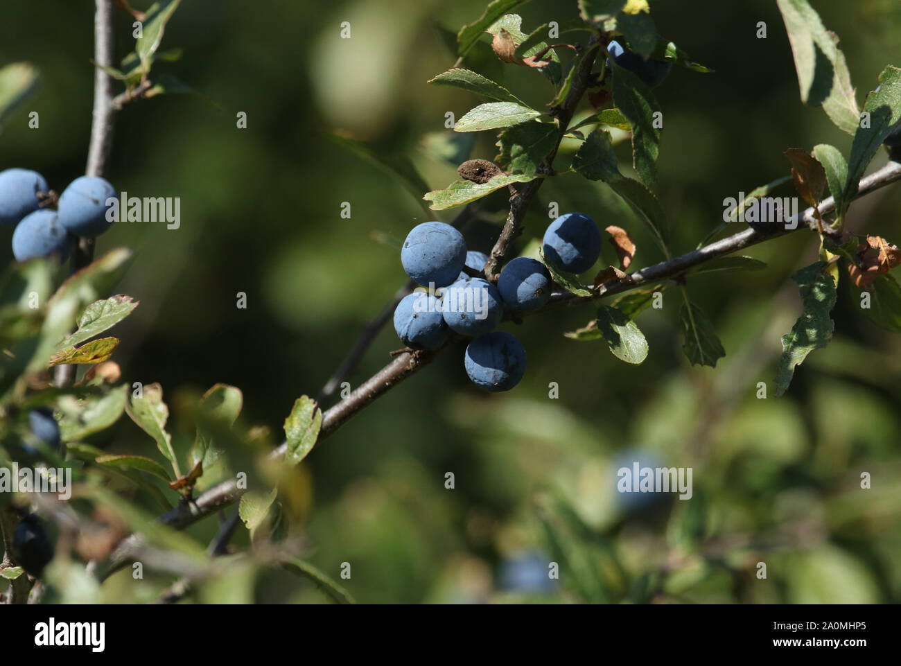 Sloe berry uk hi-res stock photography and images - Alamy