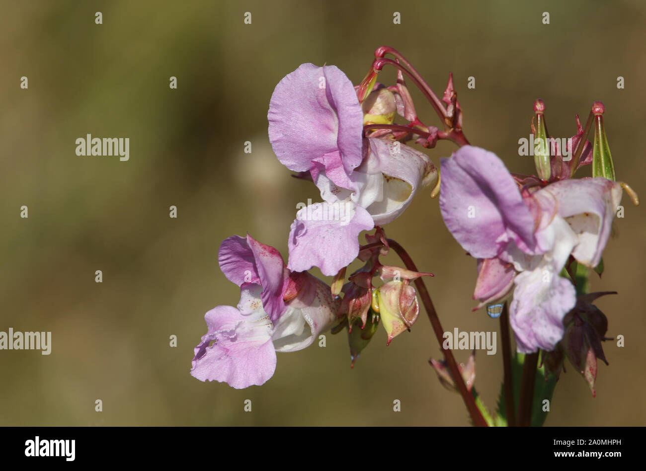 Purple jewelweed impatiens glandulifera hi-res stock photography and ...
