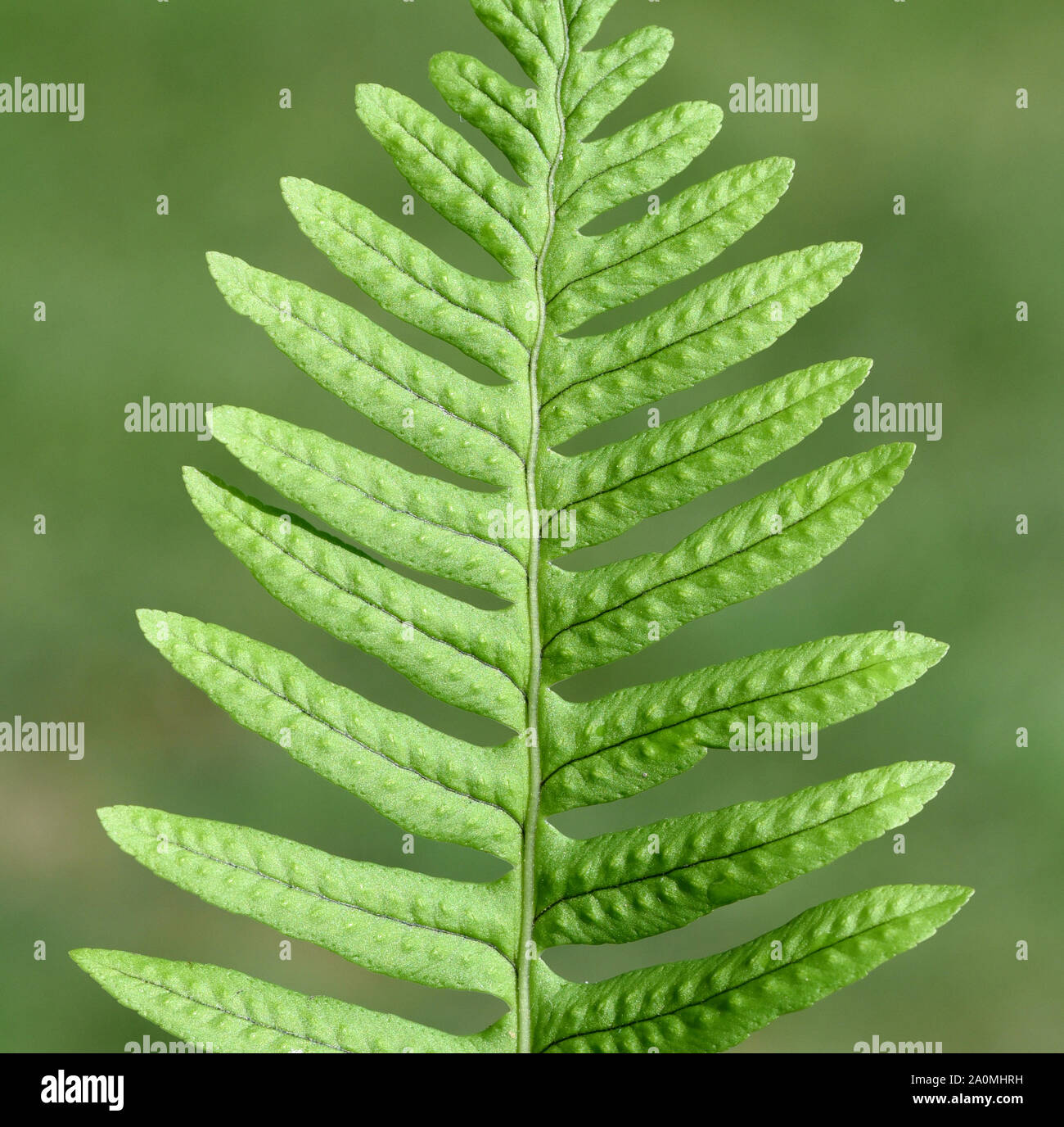 Angel fern hi-res stock photography and images - Alamy