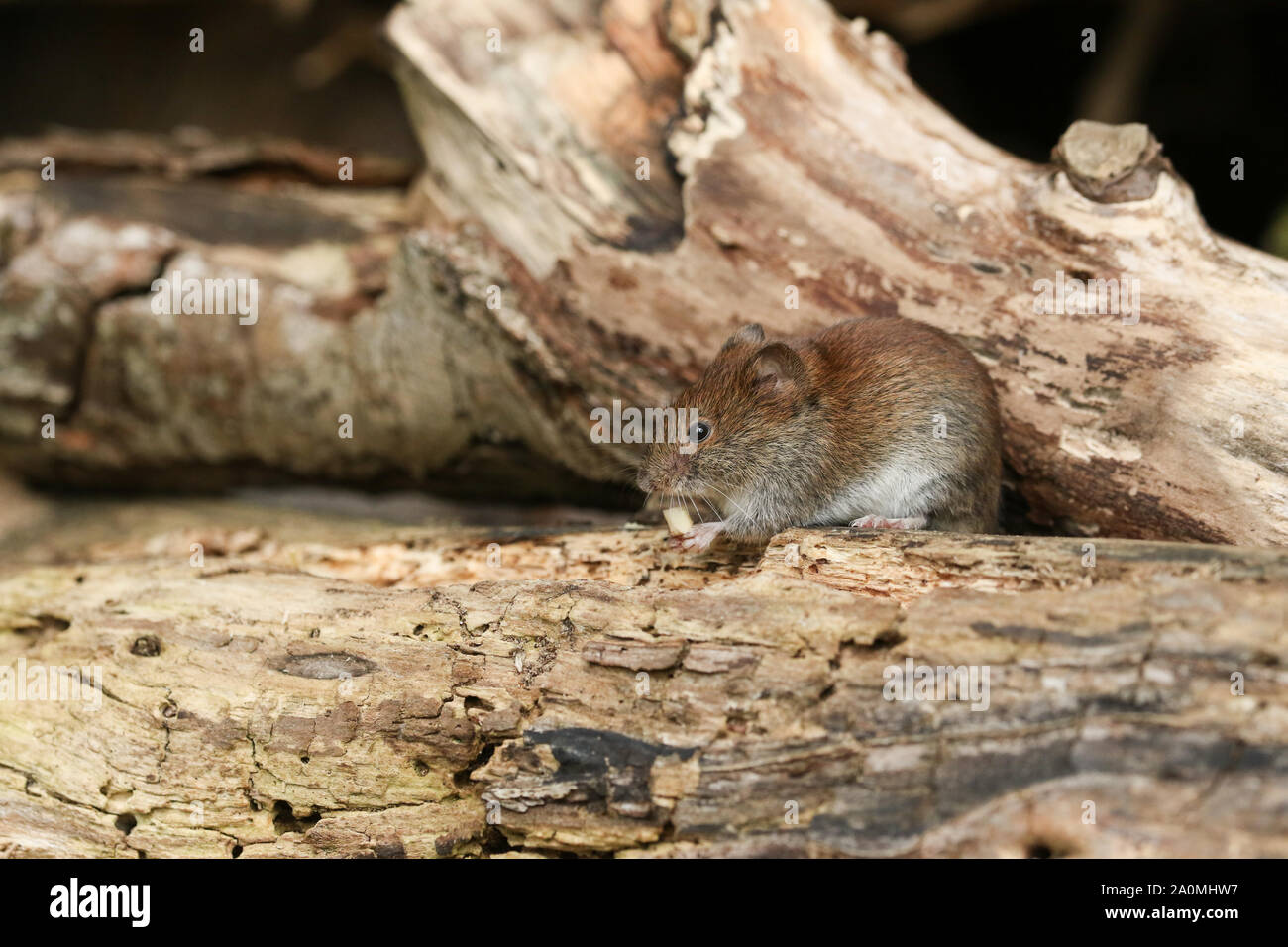 A cute wild Bank Vole, Myodes glareolus eating a nut sitting on a log ...