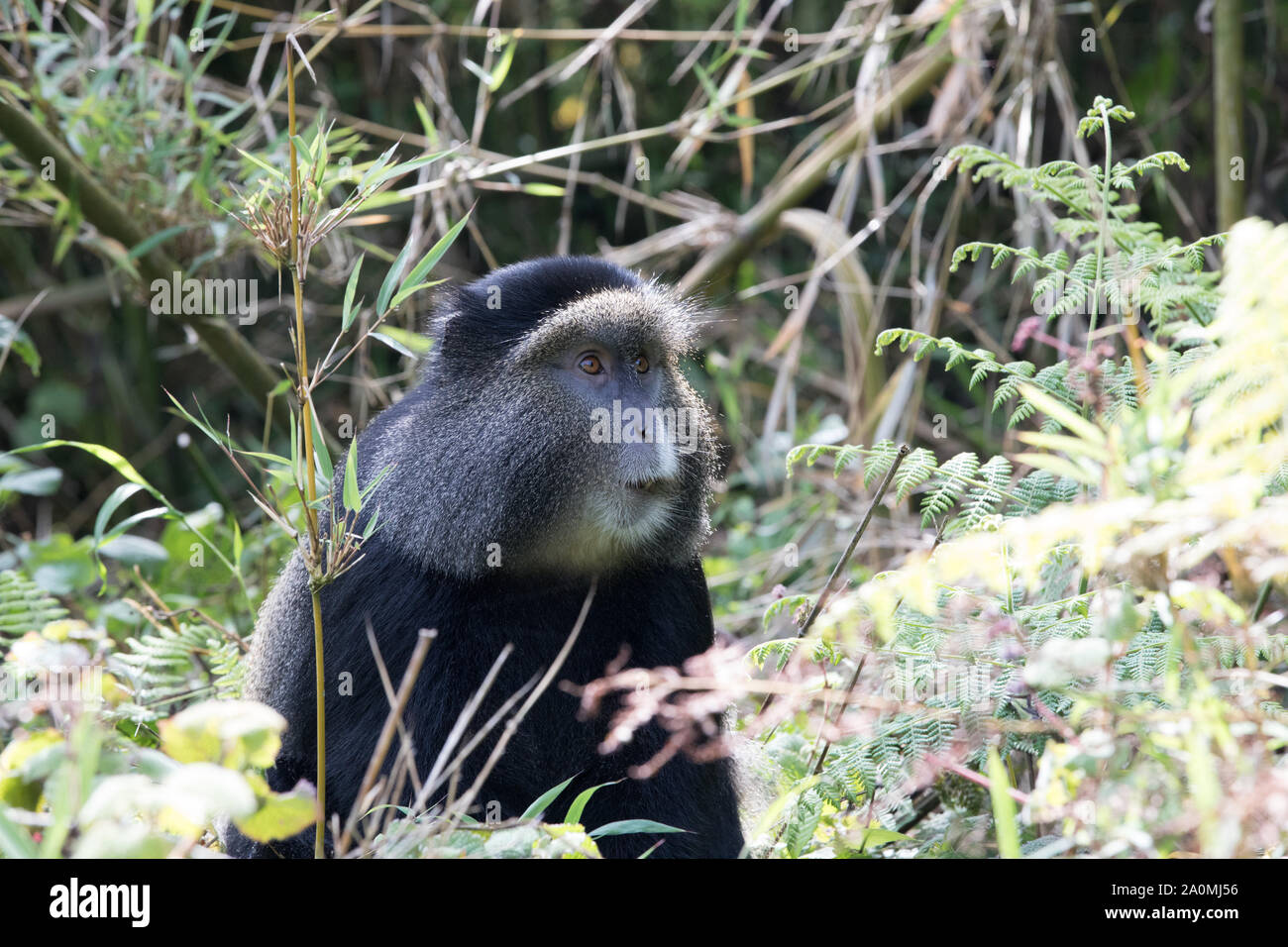 Golden monkey virunga mountains hi-res stock photography and images - Alamy
