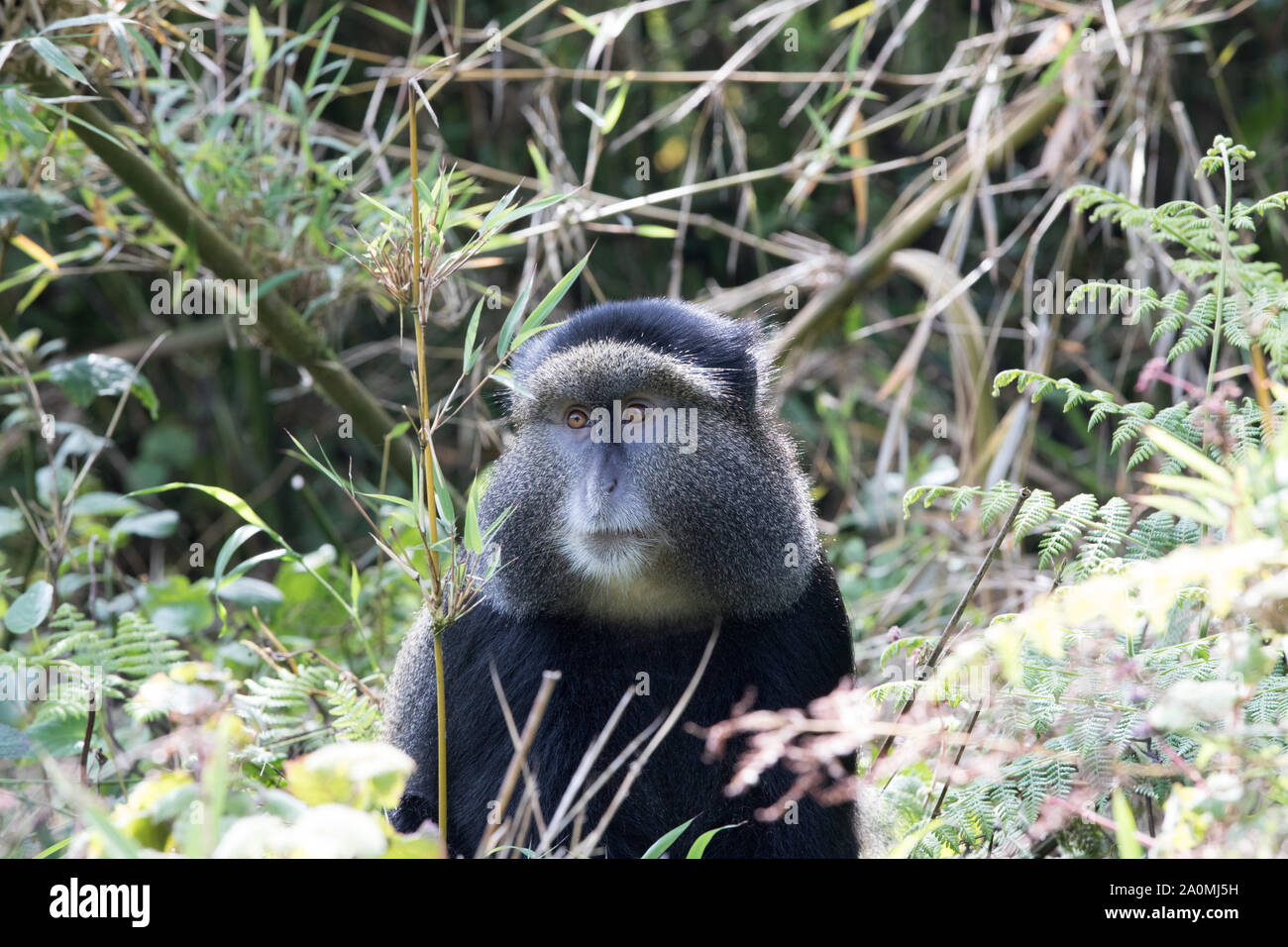 Golden monkey virunga mountains hi-res stock photography and images - Alamy