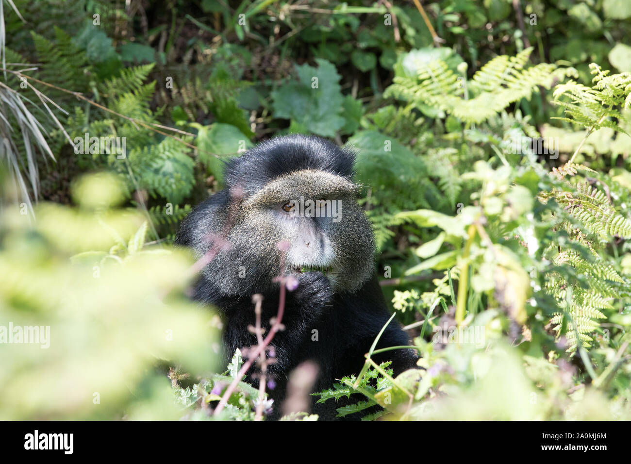 Golden monkey virunga mountains hi-res stock photography and images - Alamy