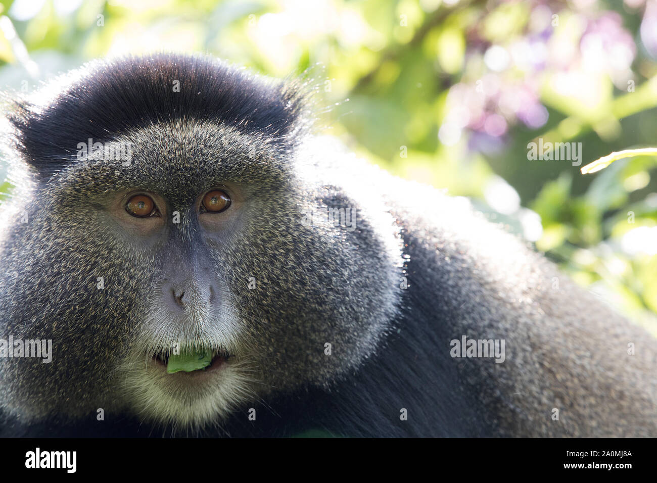 Golden monkey virunga mountains hi-res stock photography and images - Alamy