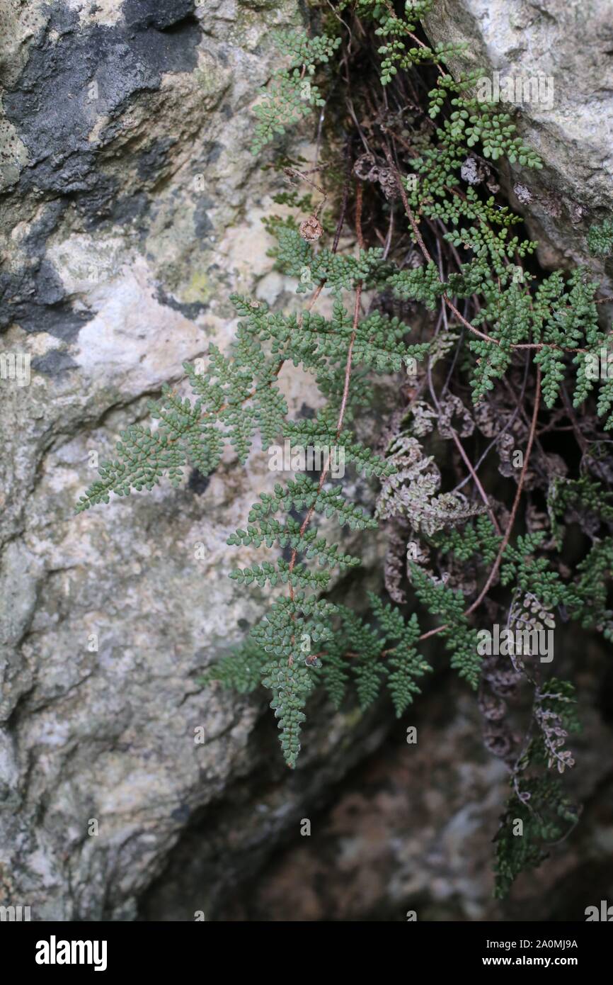 Cheilanthes hi-res stock photography and images - Alamy