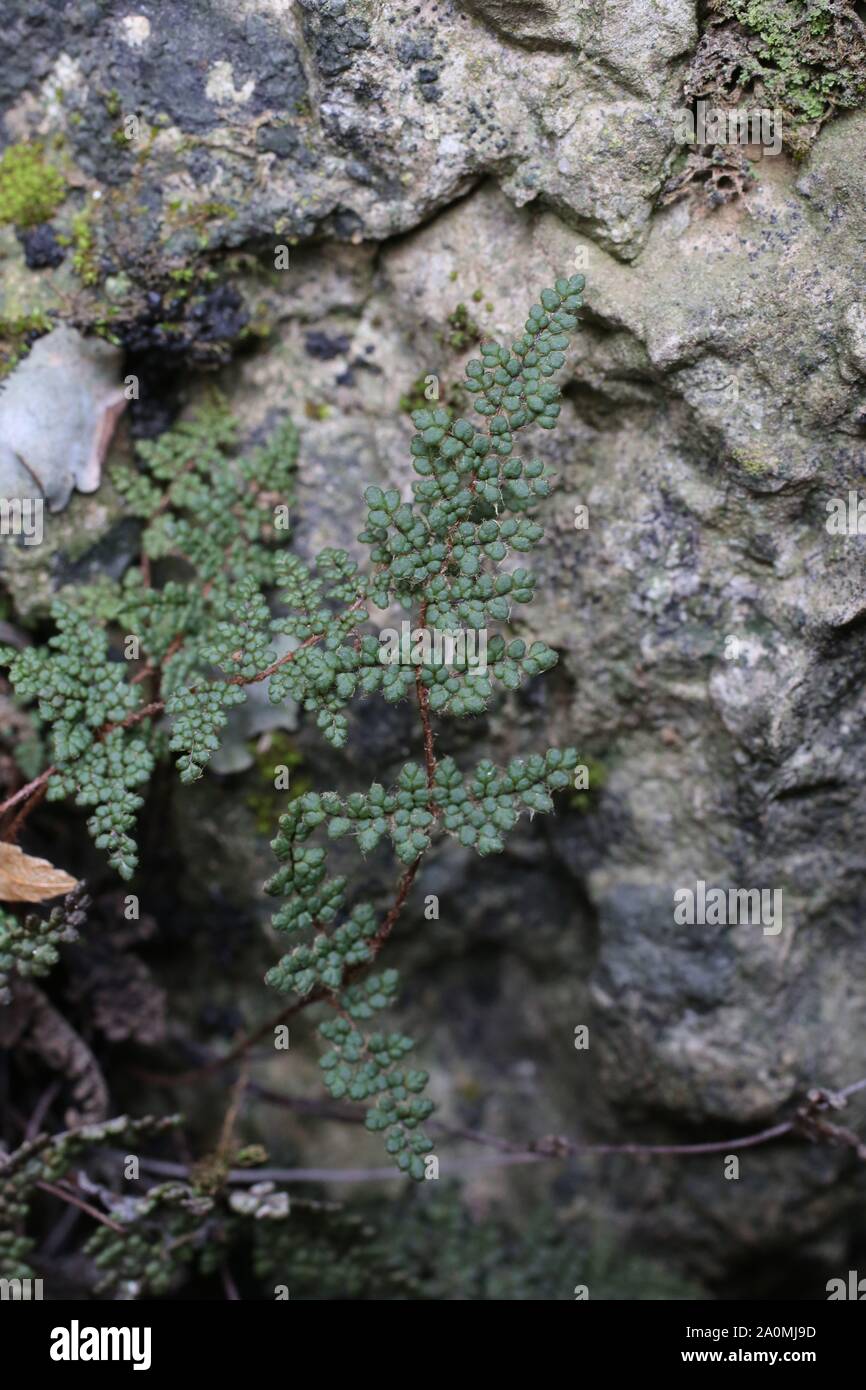 Cheilanthes hi-res stock photography and images - Alamy