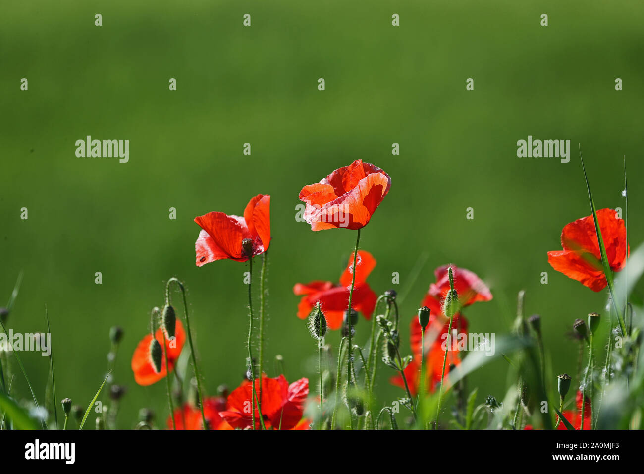 Ww1 soldier in poppy field hi-res stock photography and images - Alamy