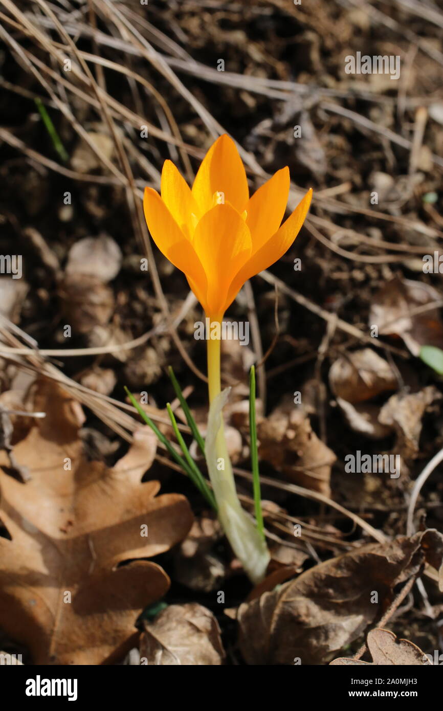Crocus flavus wild plant hi-res stock photography and images - Alamy