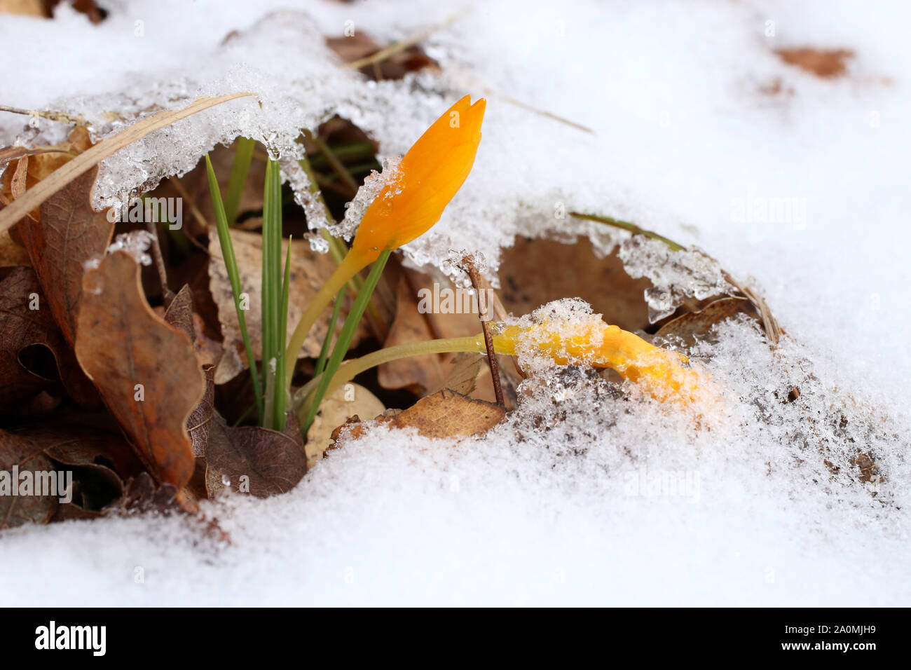 Crocus flavus - wild flower Stock Photo - Alamy