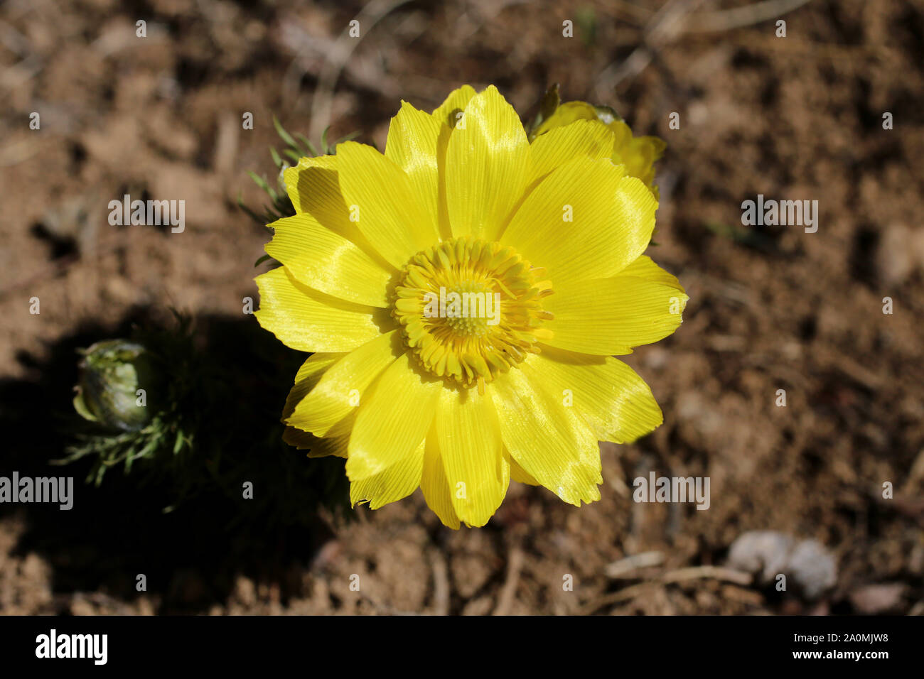 Adonis plant hi-res stock photography and images - Alamy