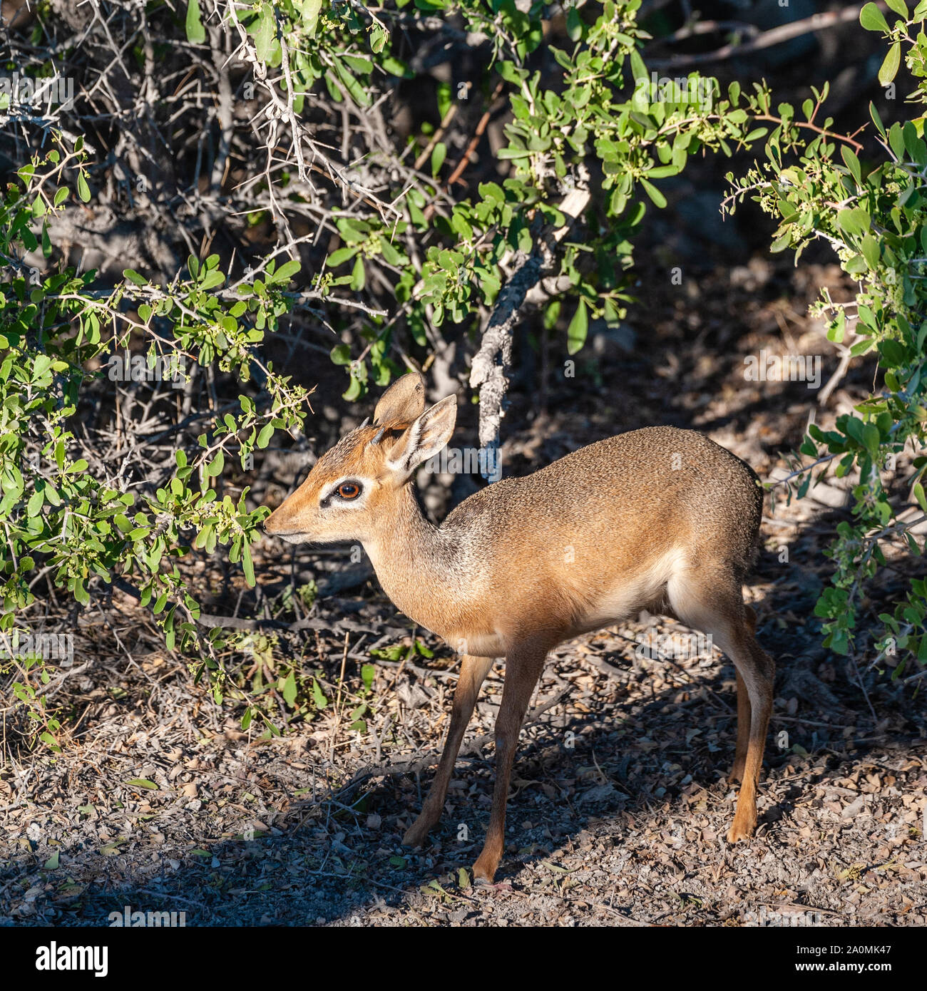 A Kirks Dik Dik -Madoqua kirkii- hiding in the bushes of Etosha ...