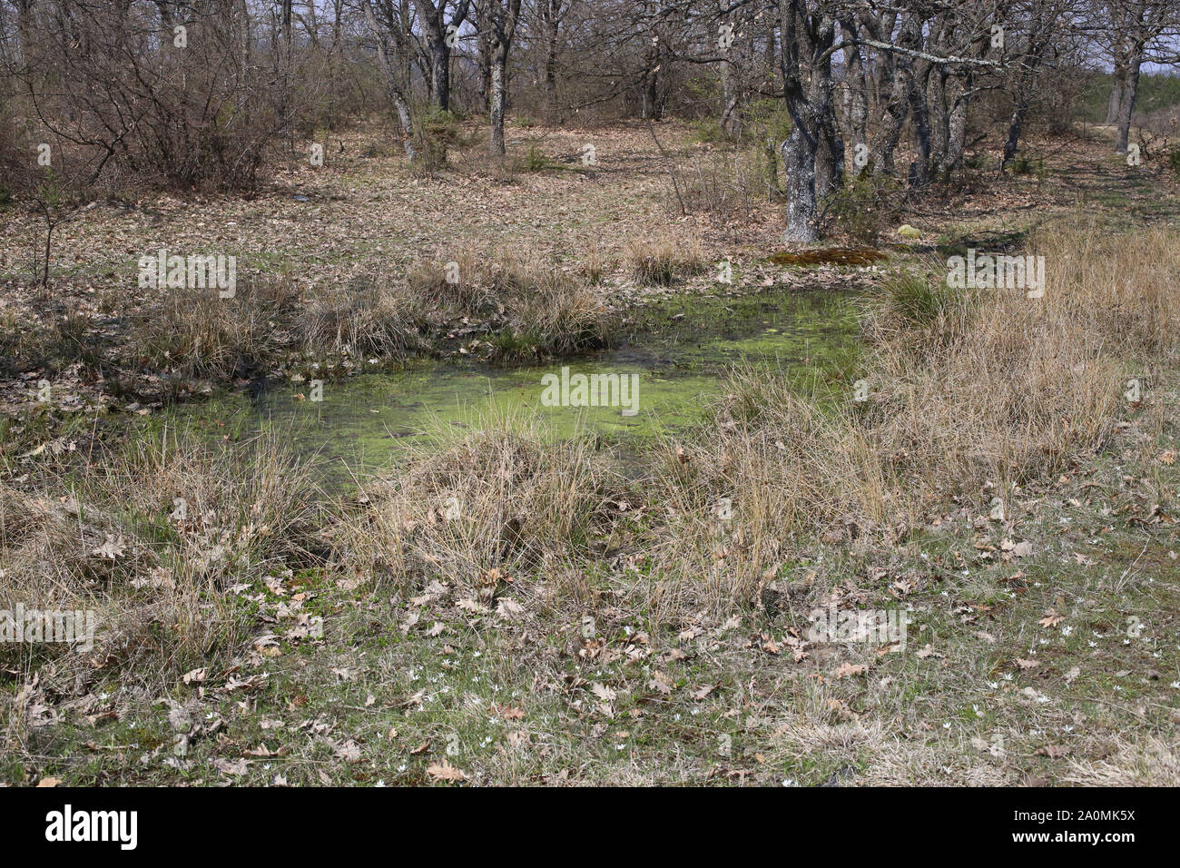 Callitriche hi-res stock photography and images - Alamy