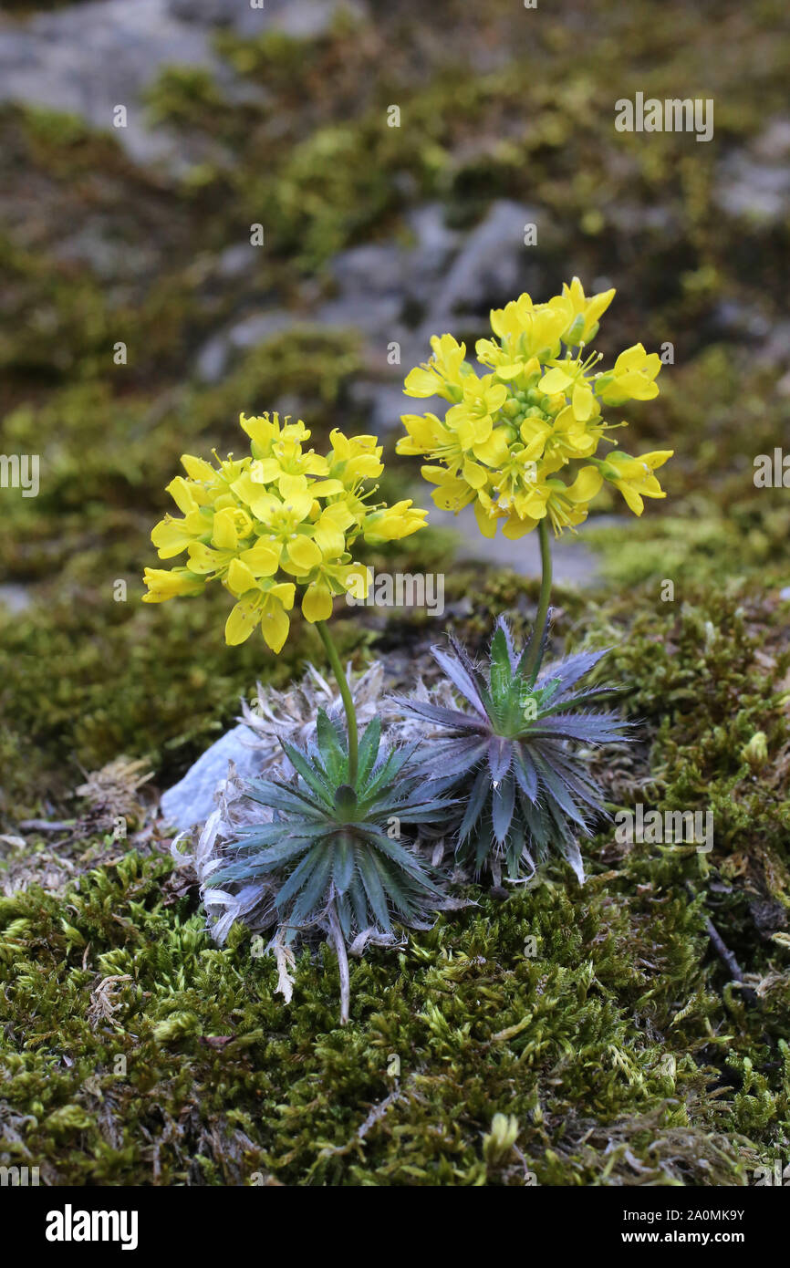 Spring draba hi-res stock photography and images - Alamy