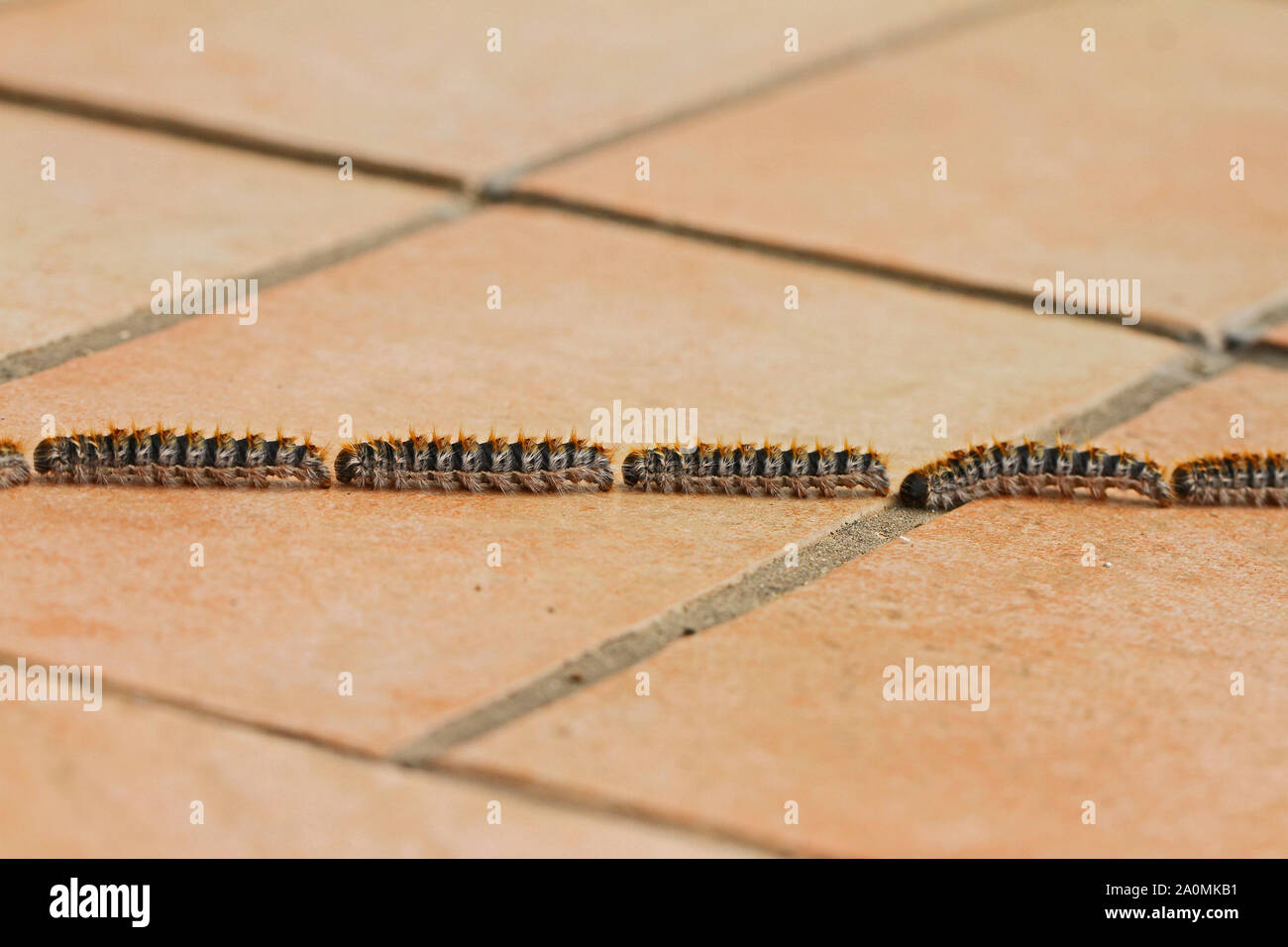 Processionaries hi-res stock photography and images - Alamy