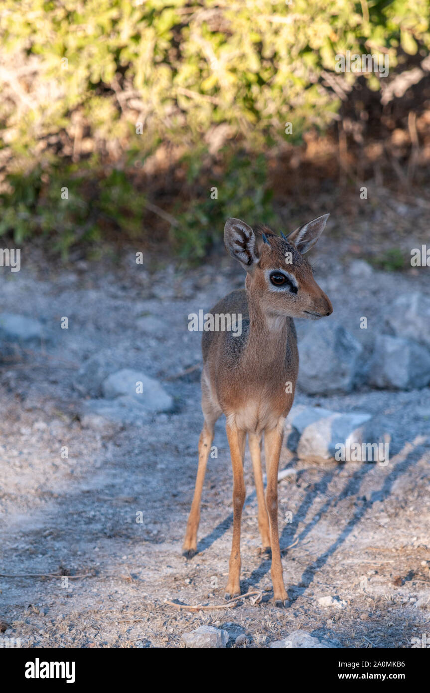 A Kirks Dik Dik -Madoqua kirkii- hiding in the bushes of Etosha ...