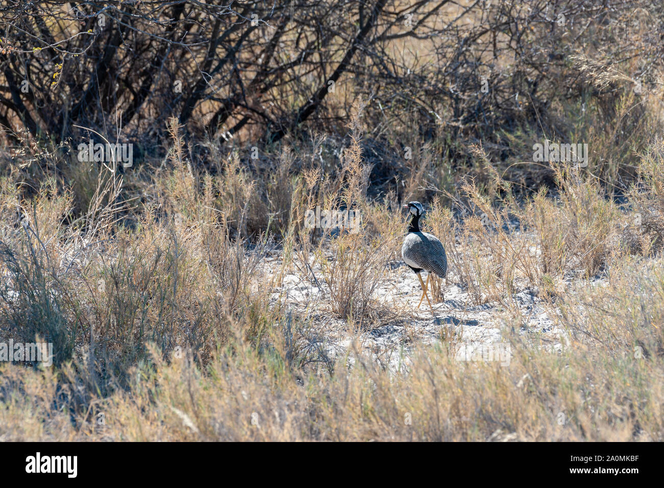 The Kori Bustard -Ardeotis kori- is considered to be the largest flying ...