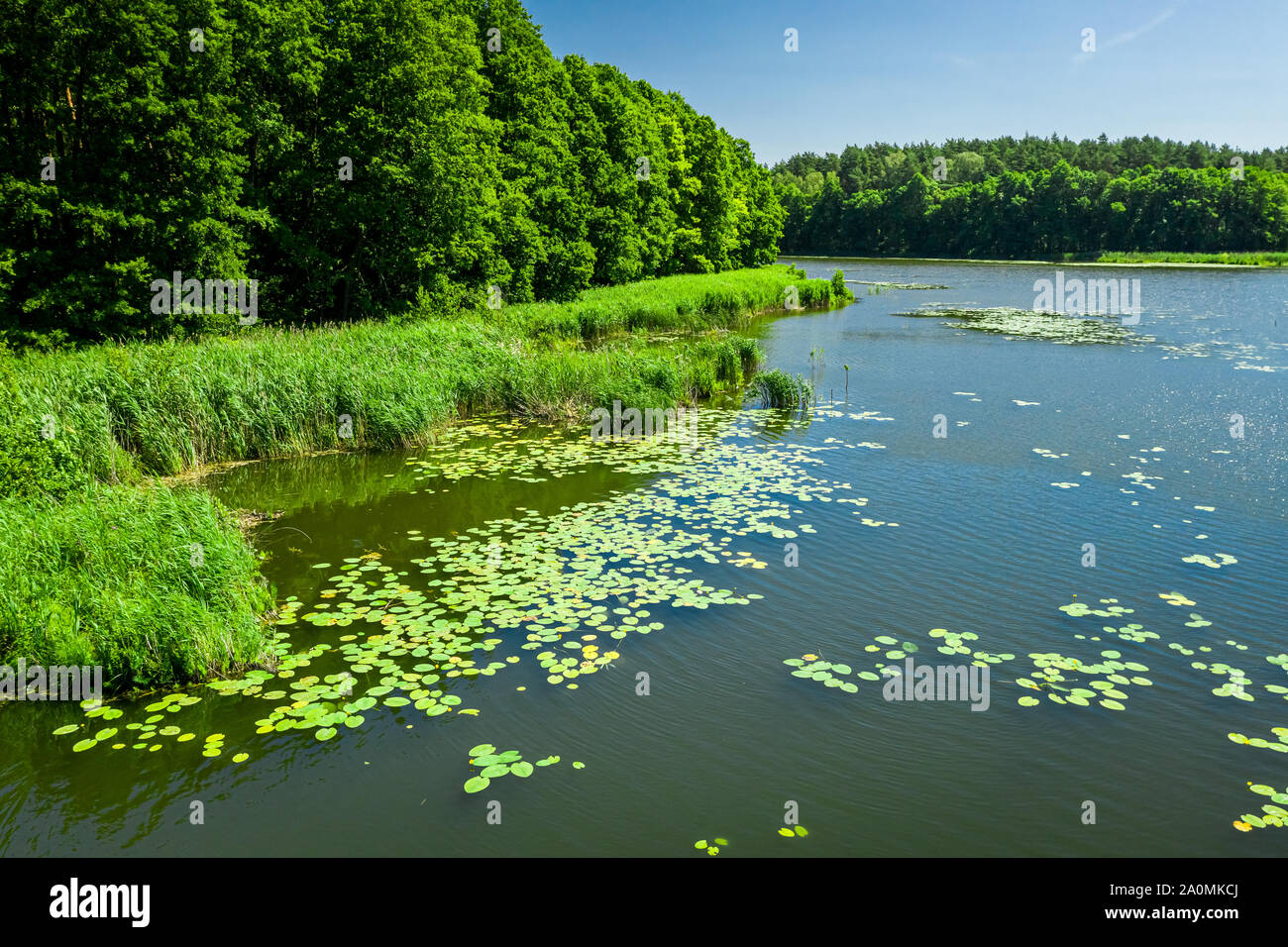Strange growth pattern hi-res stock photography and images - Alamy