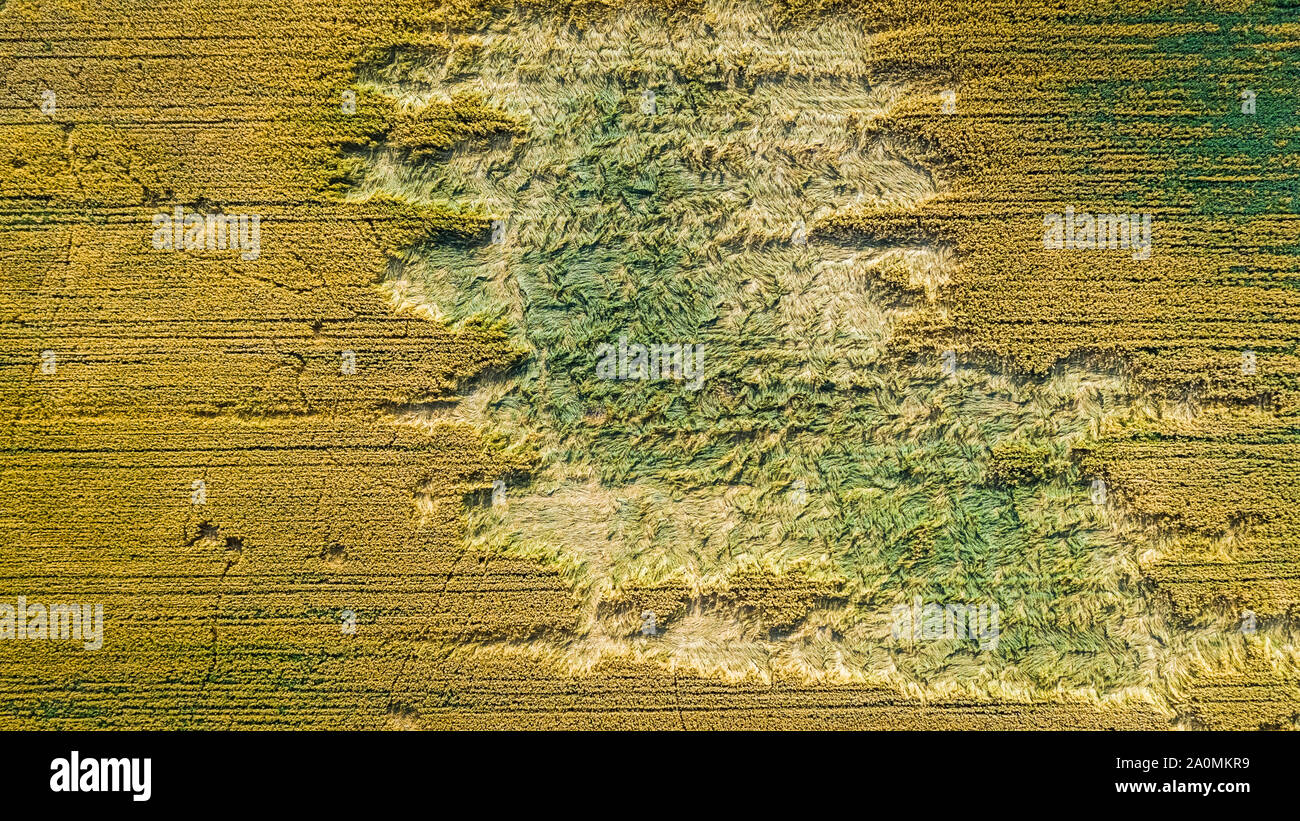 Horrible wind damage in a field in summer, aerial view Stock Photo - Alamy